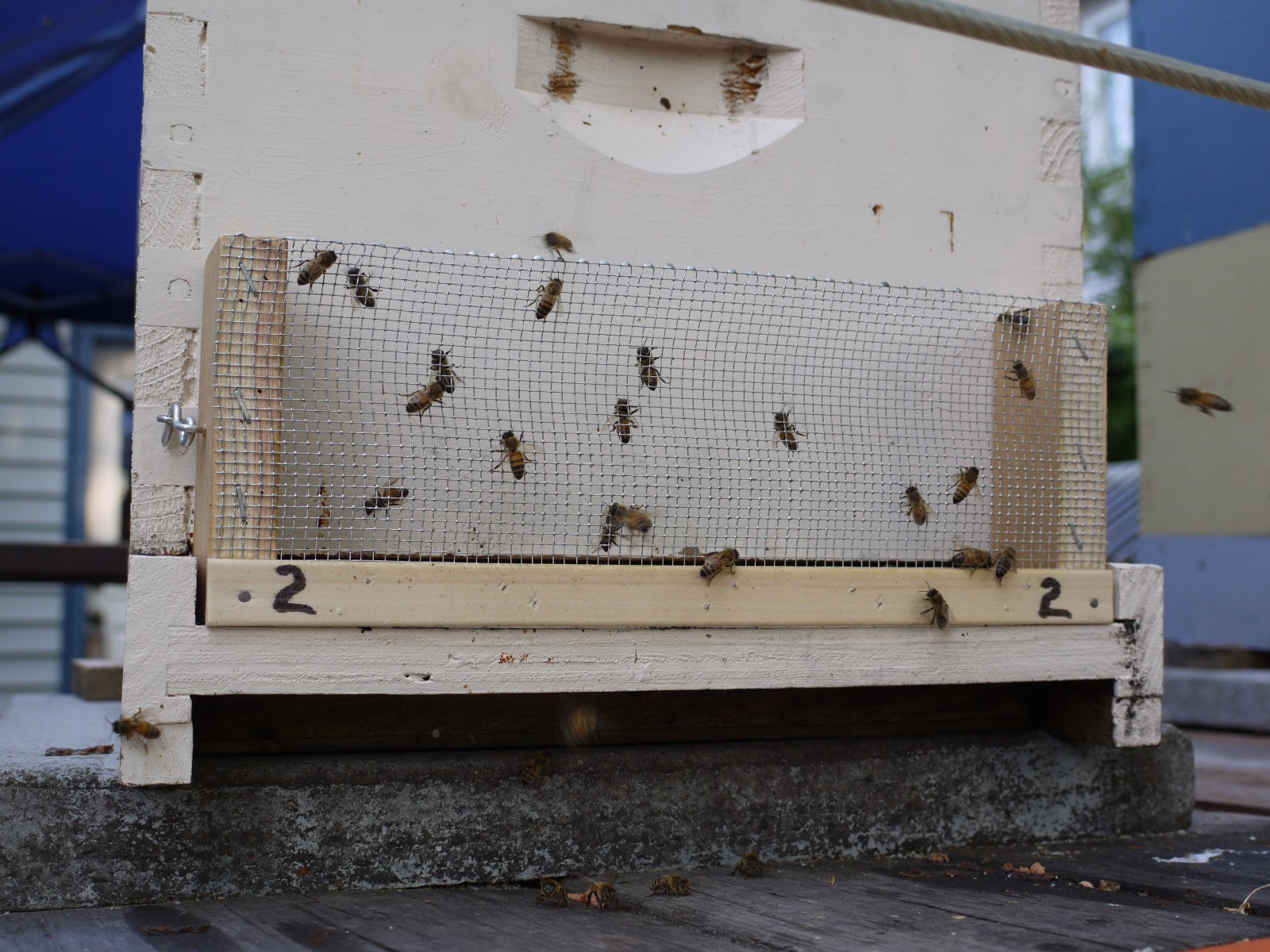 Science & Research Archive - Puget Sound Beekeepers Association